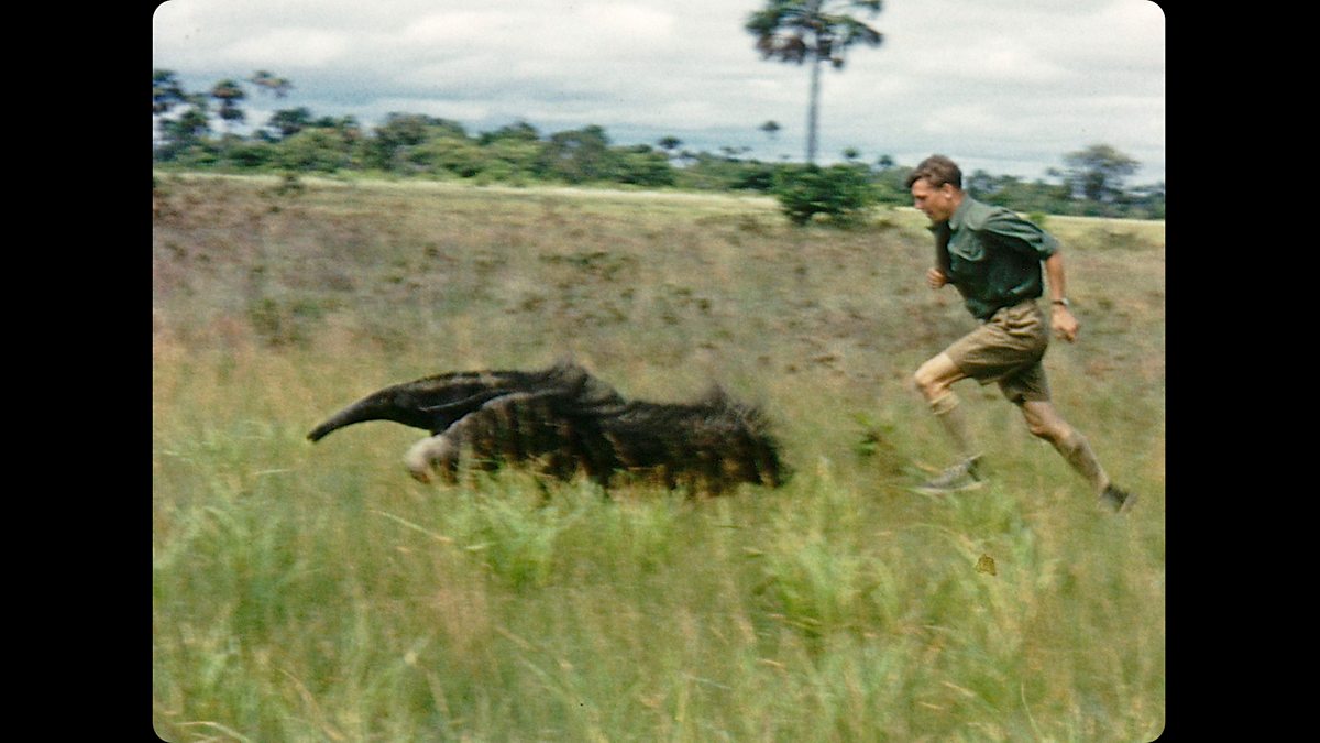 BBC Four - David Attenborough chases a giant anteater - David ...