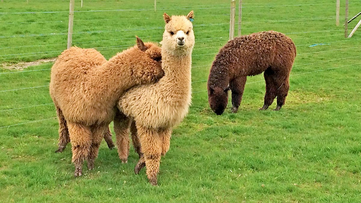 BBC Radio 4 - Radio 4 in Four, How Alpacas are helping children with autism