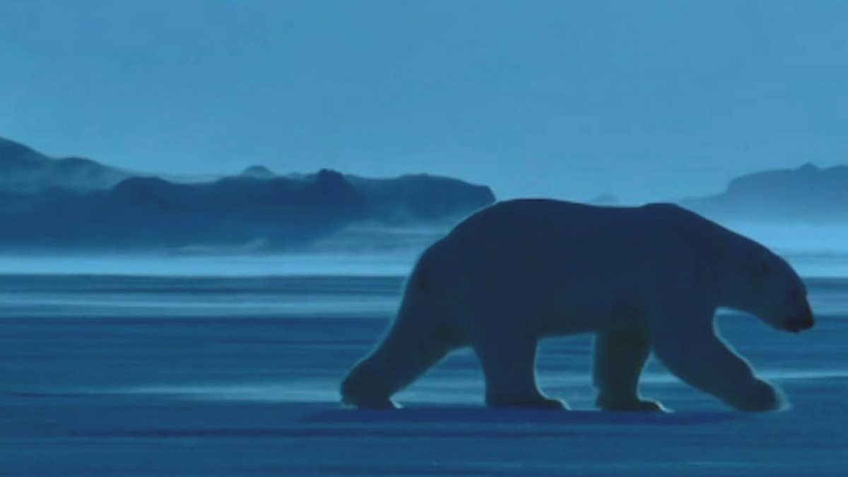 BBC Two - Earth's Greatest Spectacles, Polar bear survival