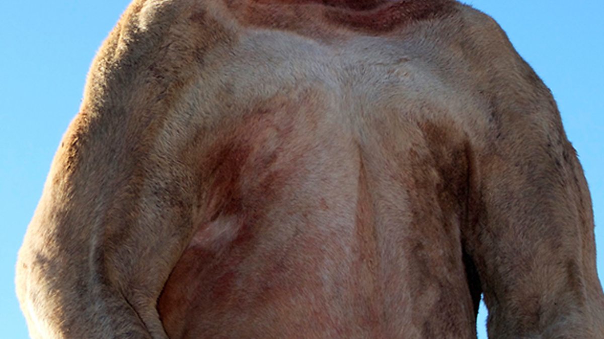 BBC Two - Roger puffs up his chest - Natural World, 2016-2017, Kangaroo ...