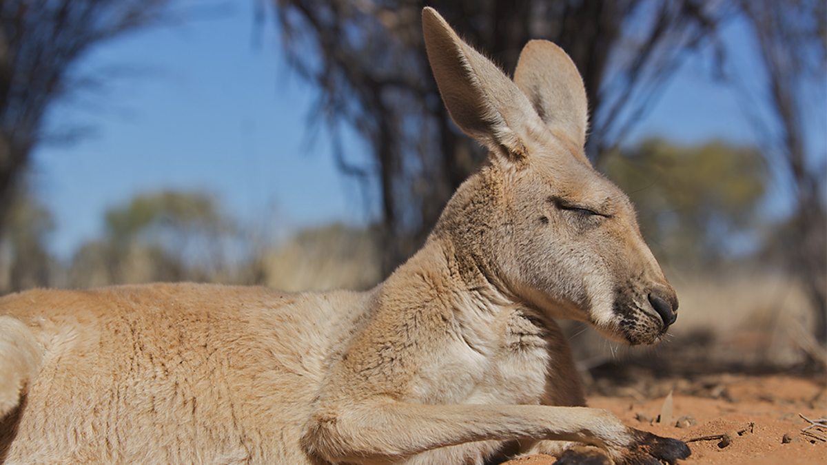 BBC Two - Nap time - Natural World, 2016-2017, Kangaroo Dundee and ...