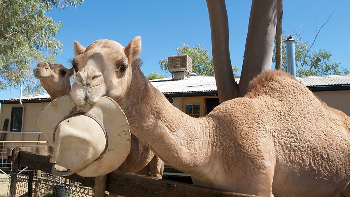 BBC Two - Natural World, 2016-2017, Kangaroo Dundee and Other Animals ...