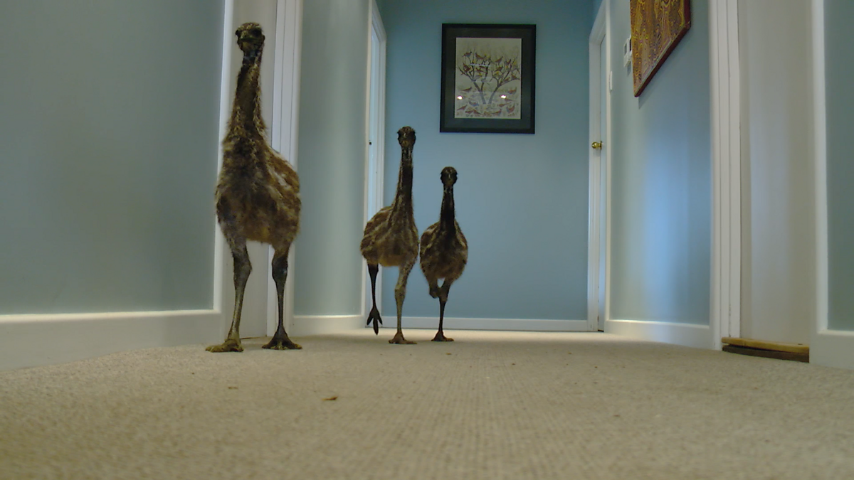 BBC Two - Natural World, 2016-2017, Kangaroo Dundee and Other Animals ...