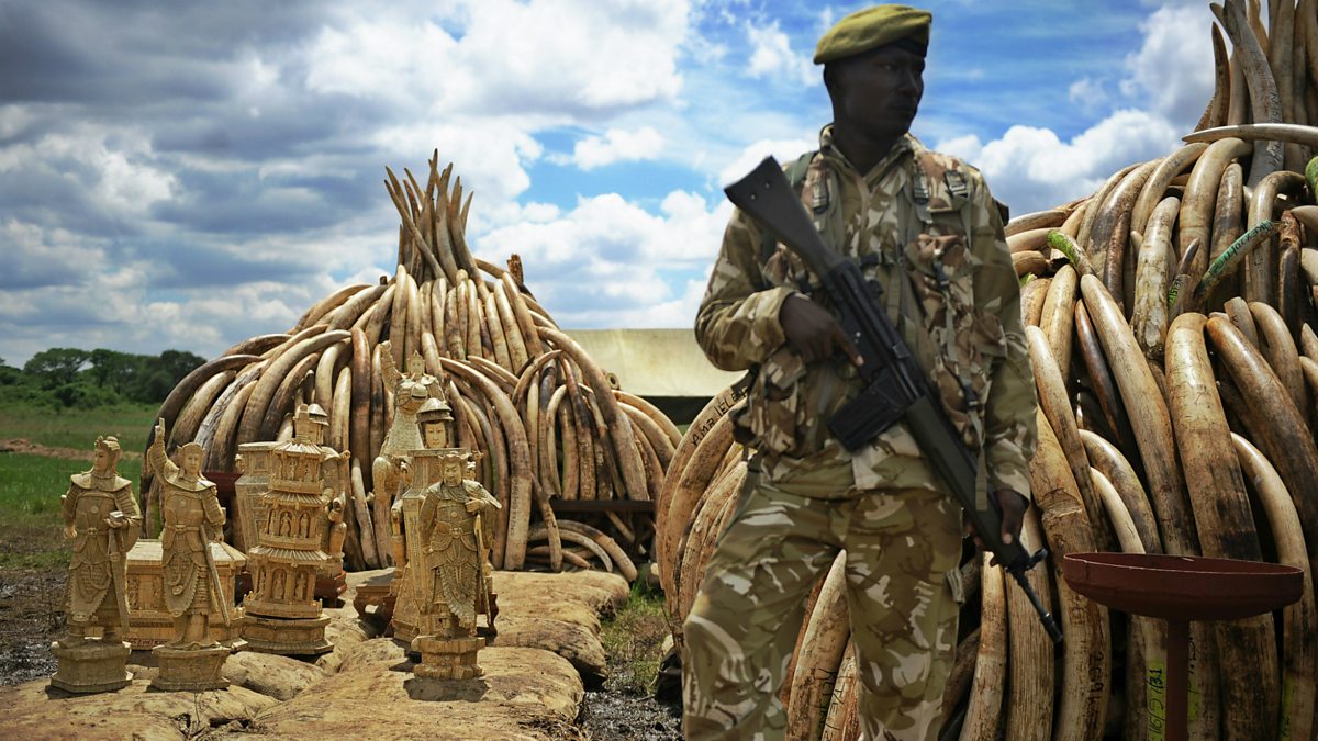 BBC World Service - Newshour, Attempt to End the Ivory Trade