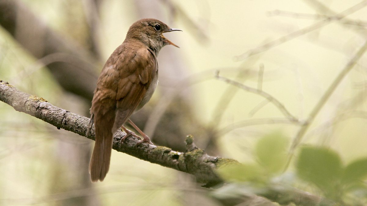 BBC - BBC Earth, The nightingale's song is one of the most celebrated ...