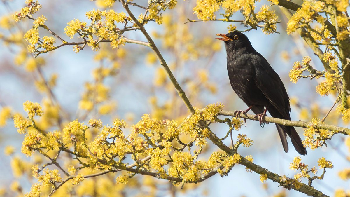 BBC - BBC Earth, The blackbird is a very vocal bird (Image credit ...