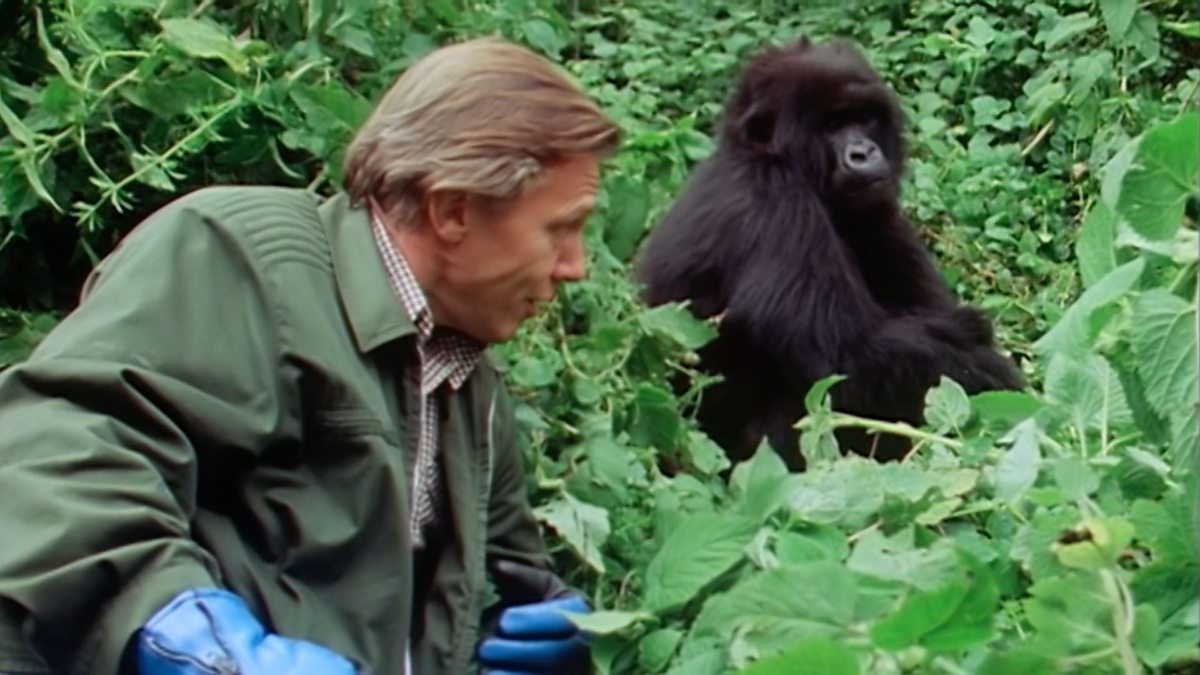 BBC One - Attenborough at 90, That iconic gorilla moment