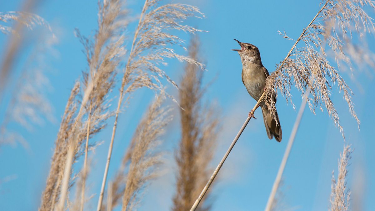 BBC - BBC Earth, The song of a savi's warbler is a high pitched insect ...