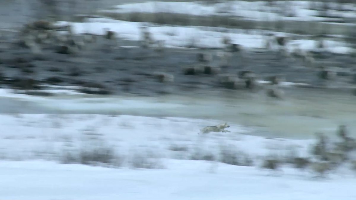 BBC One - Nature's Epic Journeys, Caribou, Wolf Hunts Caribou