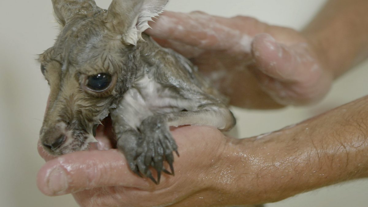 BBC Two - Natural World, 2016-2017, Kangaroo Dundee and Other Animals ...