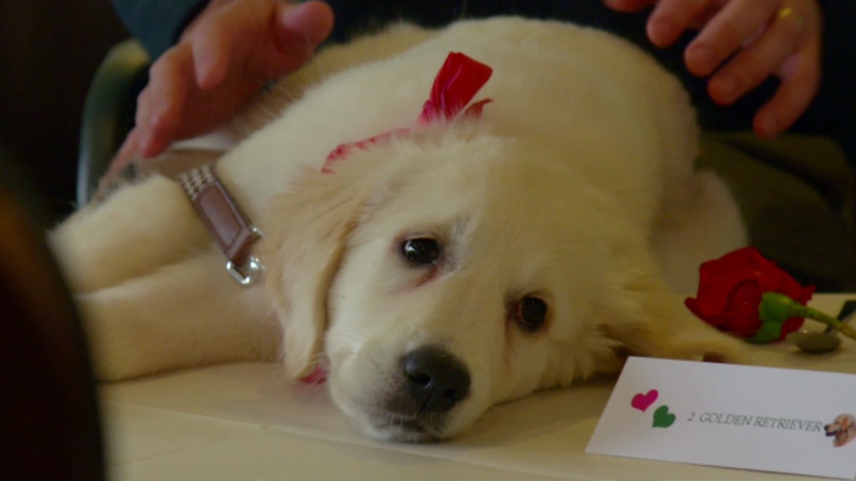 BBC Two - Choose the Right Puppy for You, Episode 2, Speed dating for dogs