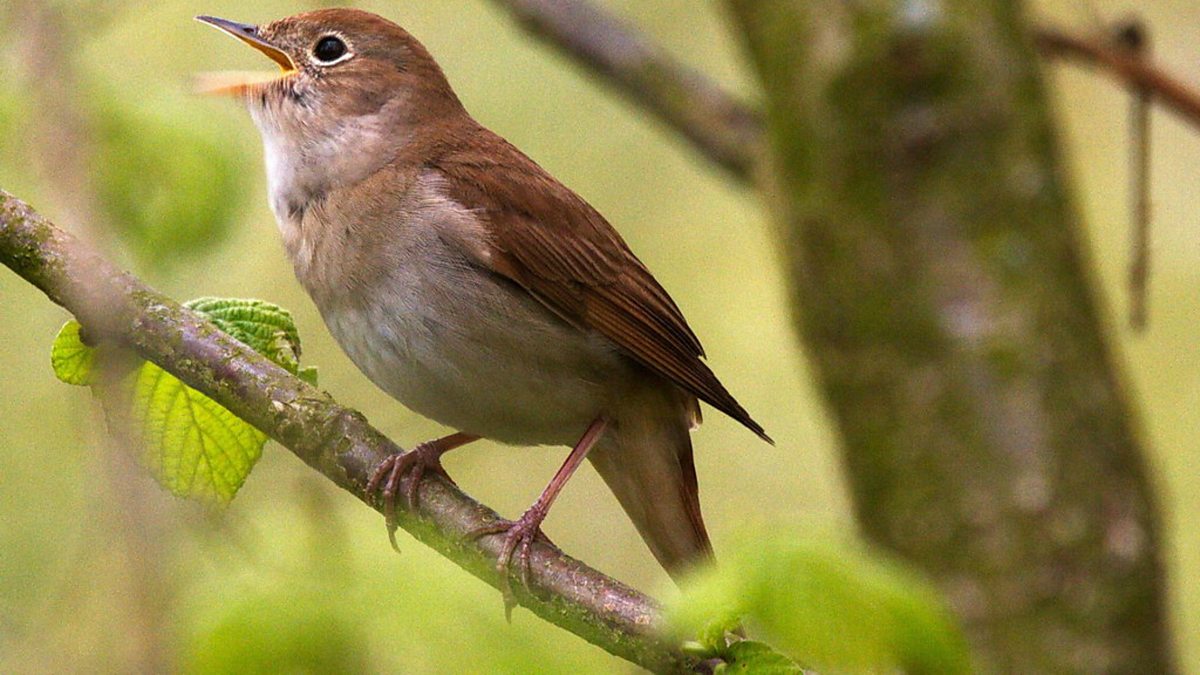 BBC Radio 3 - Late Junction, Verity Sharp, Rachel Musson plays sax with ...