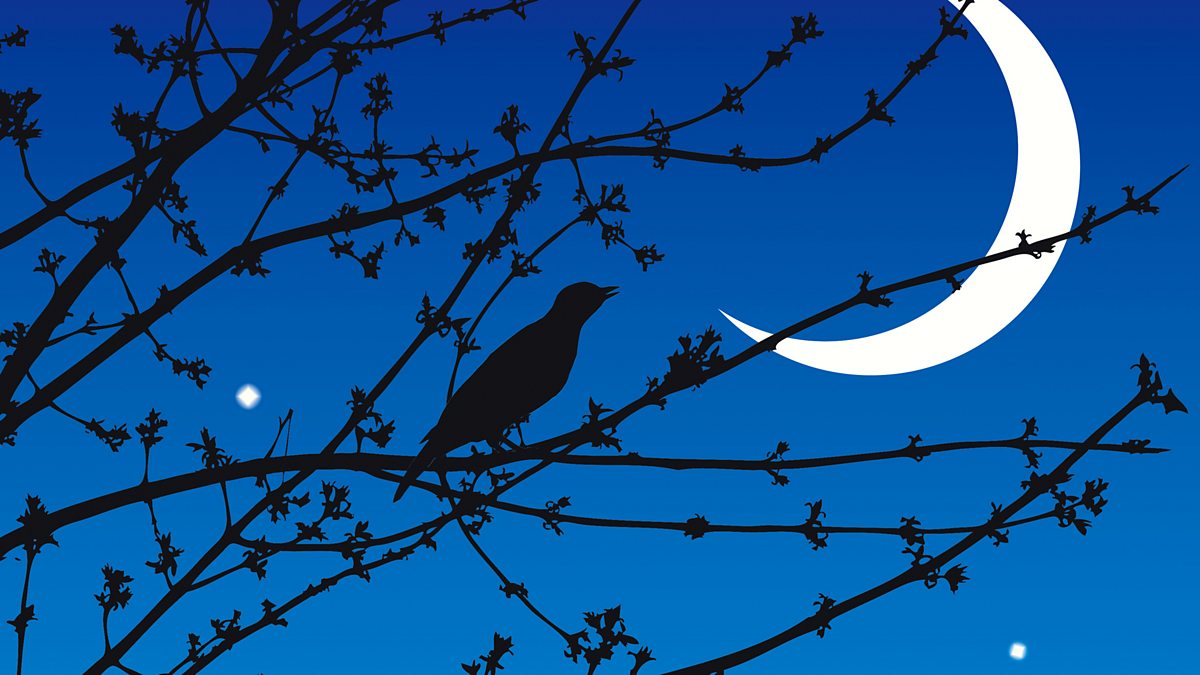 BBC Radio 3 - Late Junction, Verity Sharp with Nightingale Duets, How ...