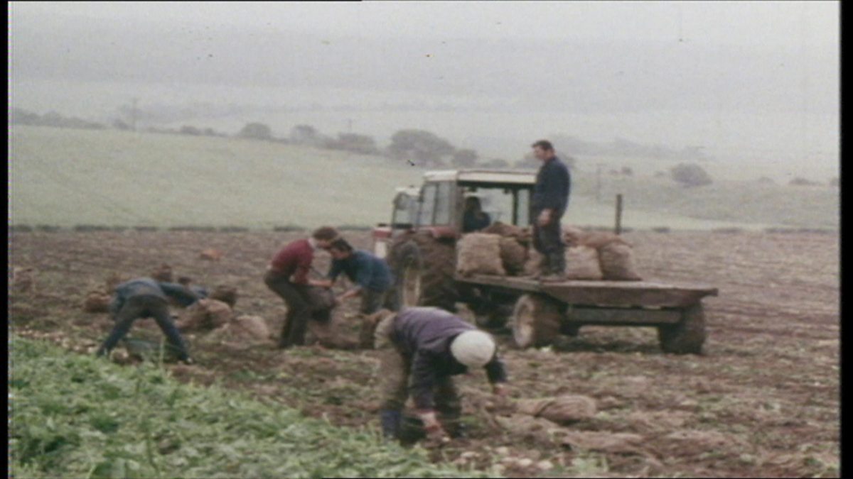BBC - Your Memories, Potato picking on the farm in the 70's
