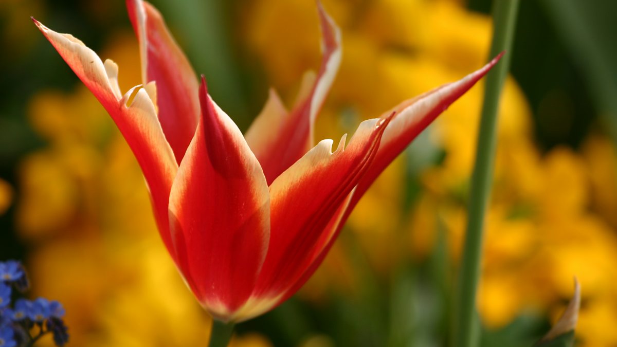 BBC Radio 4 - Radio 4 in Four, How Flower Shows set the trends for the ...