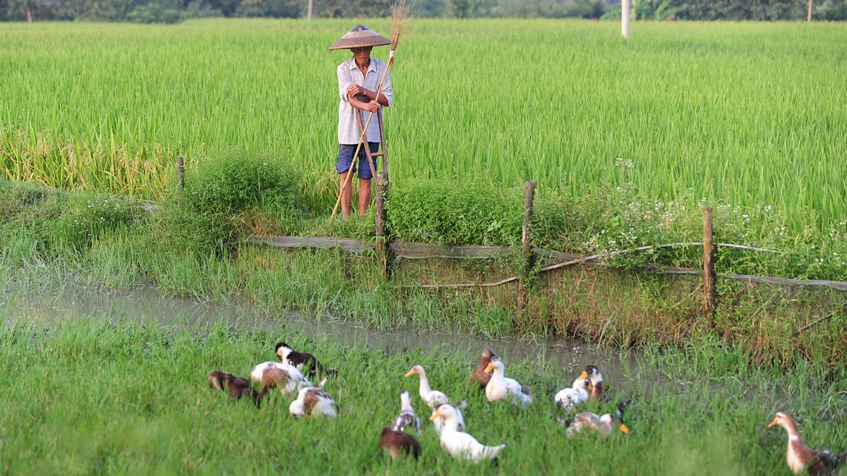 BBC World Service - Business Daily, Tackling toxic rice in China