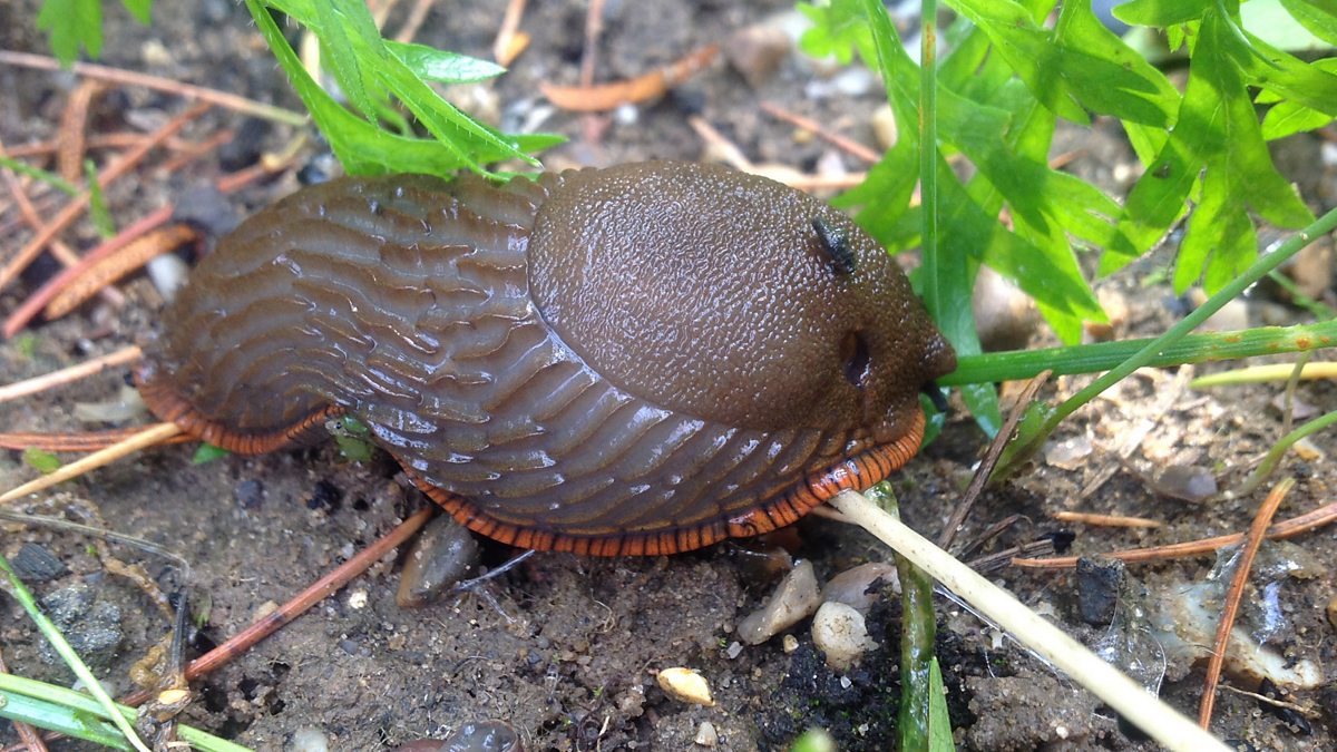 BBC Radio 4 - Radio 4 in Four, How you can use smell to fight slugs