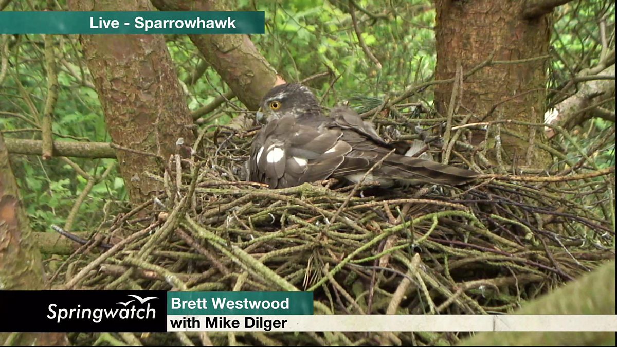 BBC Two - Springwatch, 2016, Live Cameras with Mike Dilger and Brett ...
