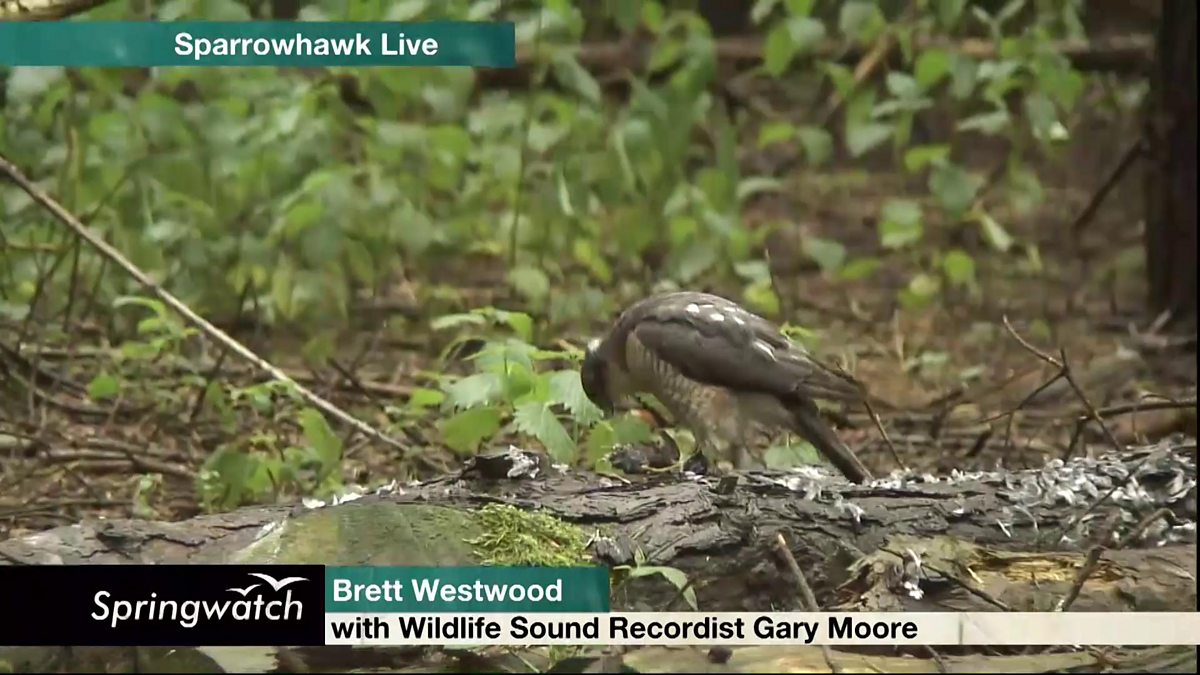 BBC Two - Springwatch, 2016, Day 2: Catch up with the live camera action