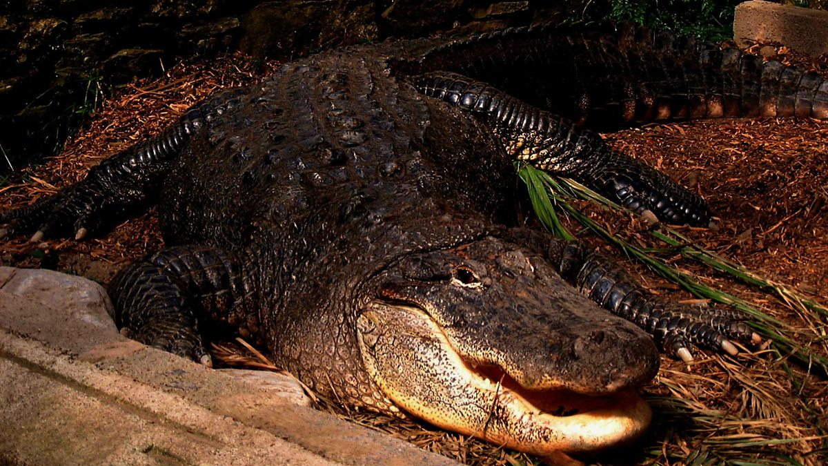BBC Radio 5 Live - 5 Live In Short, 15-foot alligator strolls across ...