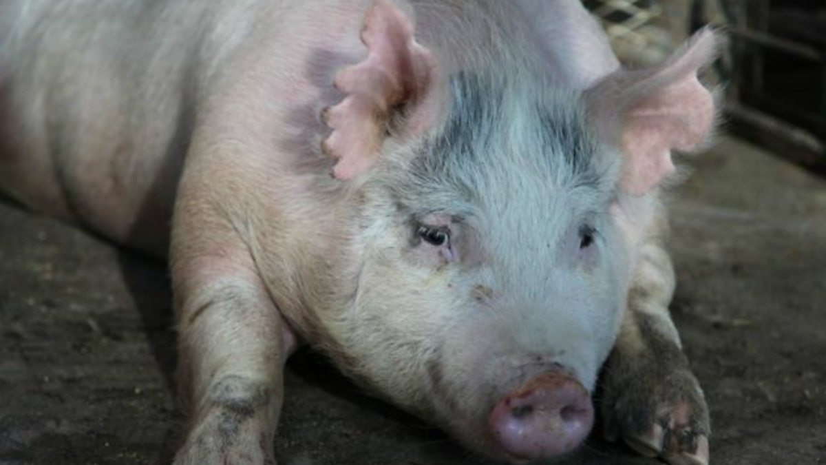 BBC - Weird science: songs for the human/pig hybrids of the near future