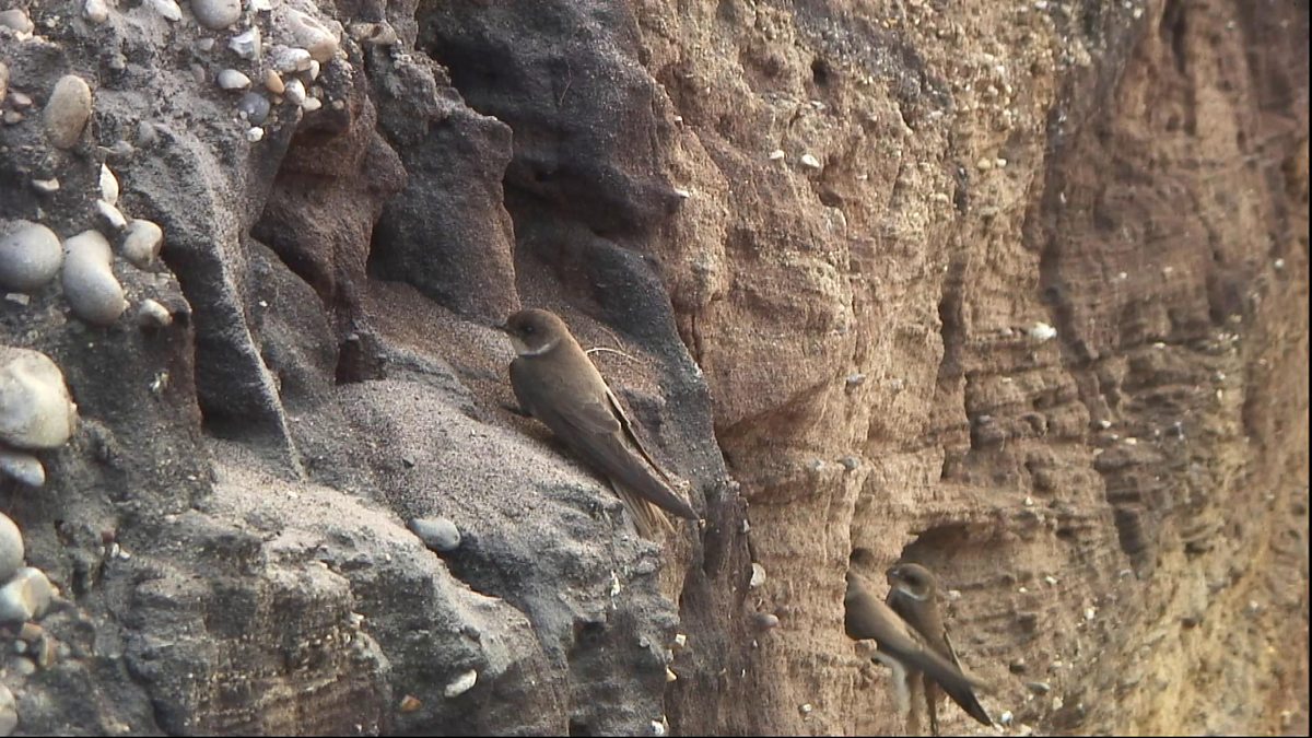 Bbc Two Springwatch 2016 Weekend 1 Highlights Sunshine And New