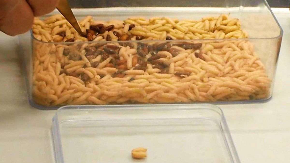 BBC Radio 4 - Natural Histories, Fly, How a maggot transforms into a fly