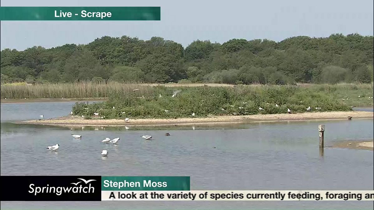 BBC Two - Springwatch, 2016, Day 6: Live cameras with Stephen Moss at 11am