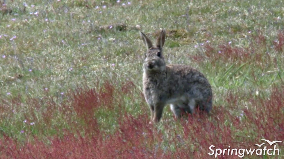 BBC Two - Springwatch, 2016, Rabbit vs Stoat