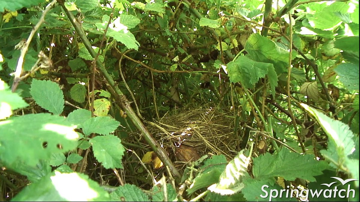 BBC Two - Springwatch, 2016, Adder attack on the whitethroat nest