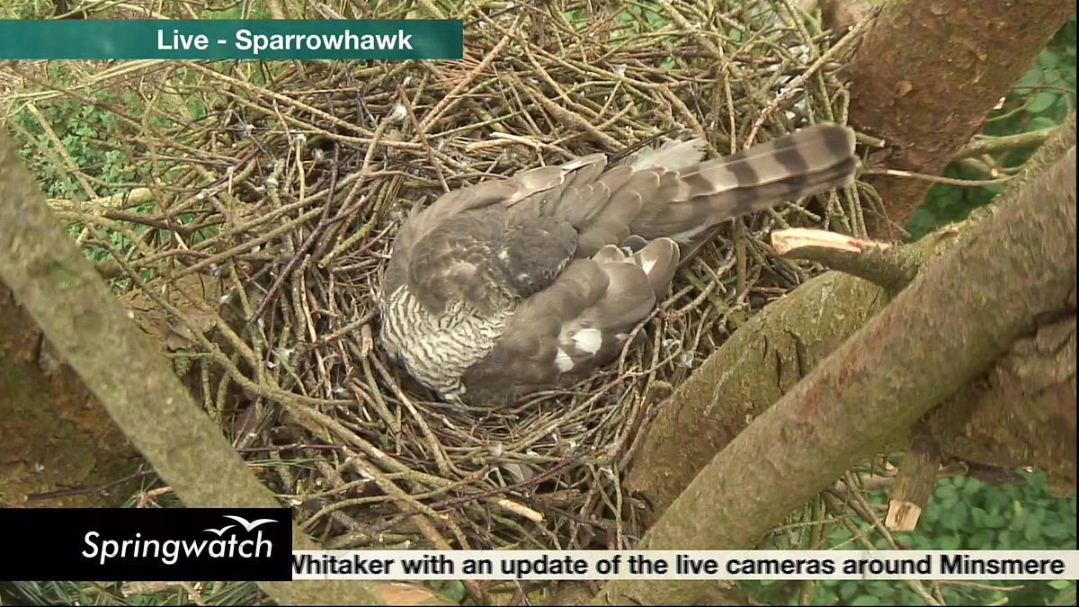 BBC Two - Springwatch, 2016, Review of a prolific day of nest predation