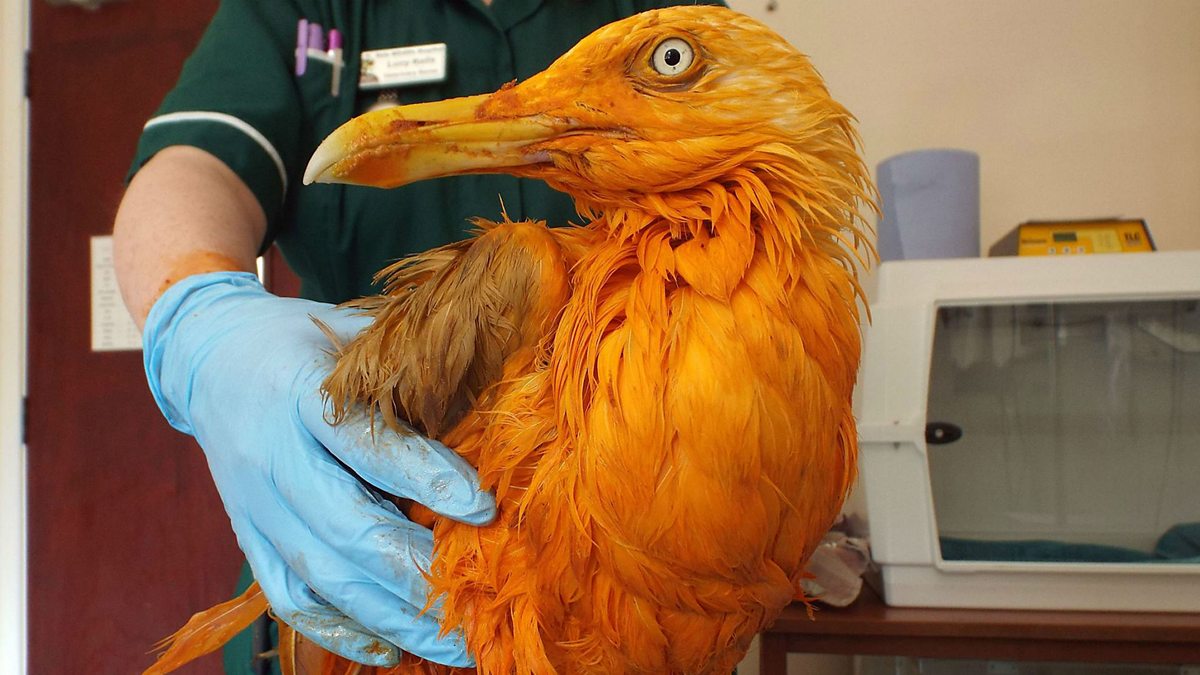 BBC Radio 5 Live - 5 Live In Short, Orange seagull found in curry sauce ...