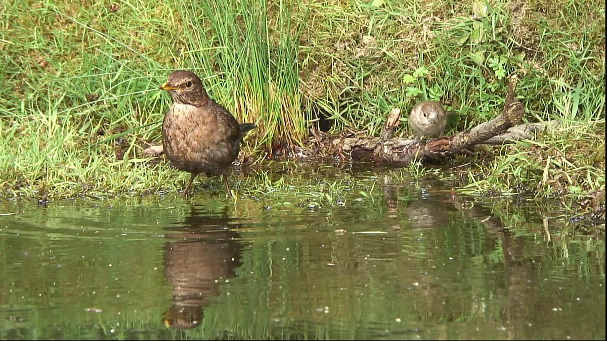 Bbc Two Springwatch 2016 Highlights Day 8 A Day Of 2 Halves