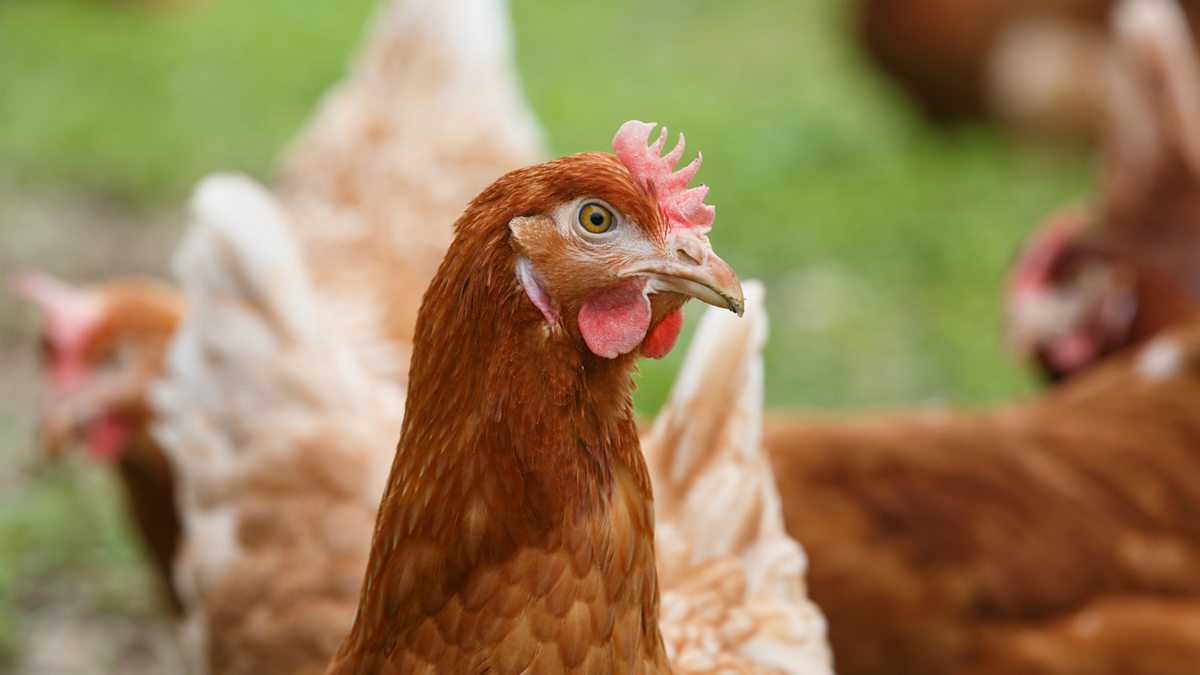 BBC Radio 4 - Six O'Clock News, Trafficked chicken catchers win 'modern ...
