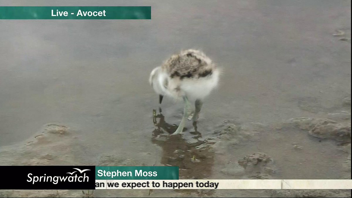 BBC Two - Springwatch, Weekend highlight show