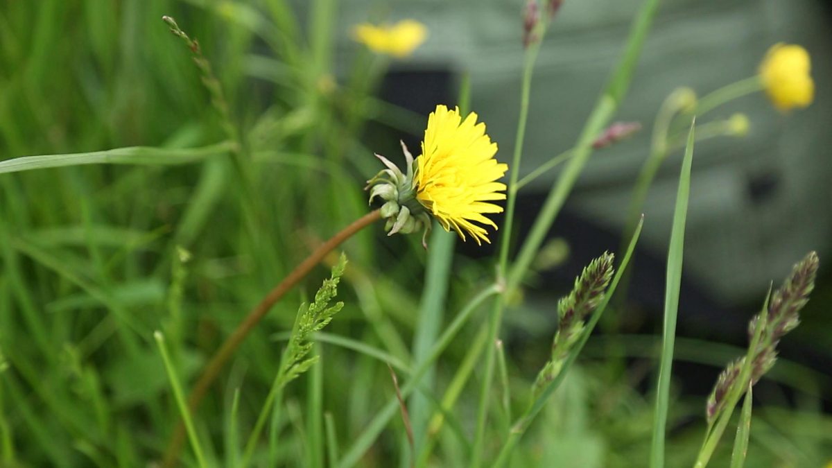 BBC Two - Springwatch, 2016, Brilliant Botany: Dandelion