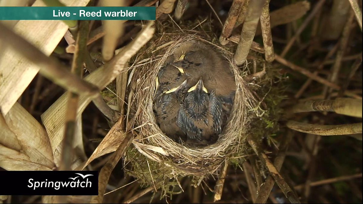 BBC Two - Springwatch, Digital lunch with Anne Gallagher
