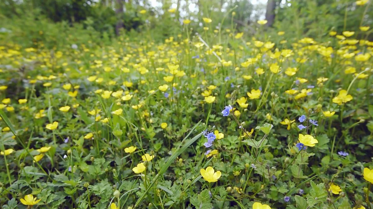 BBC Two - Springwatch, 2016, Nature and the Somme
