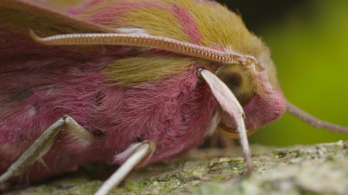 BBC Two - Springwatch, 2016, Incredible insects