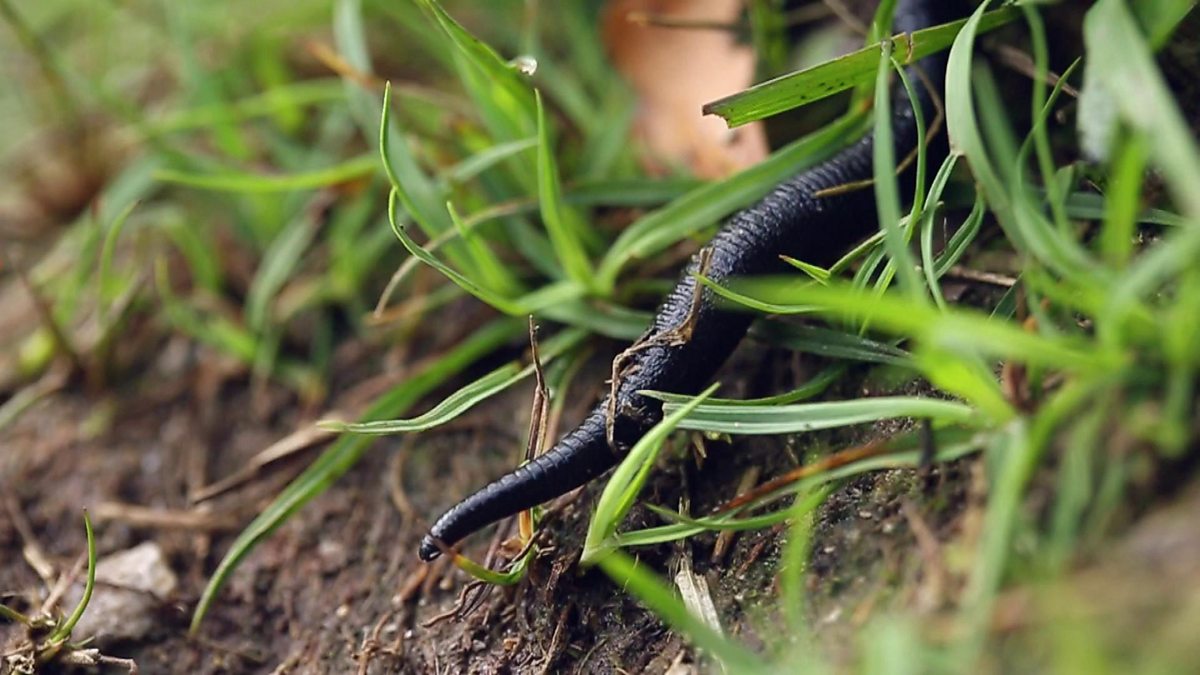 BBC Two - Springwatch, 2016, Leeches on the hunt