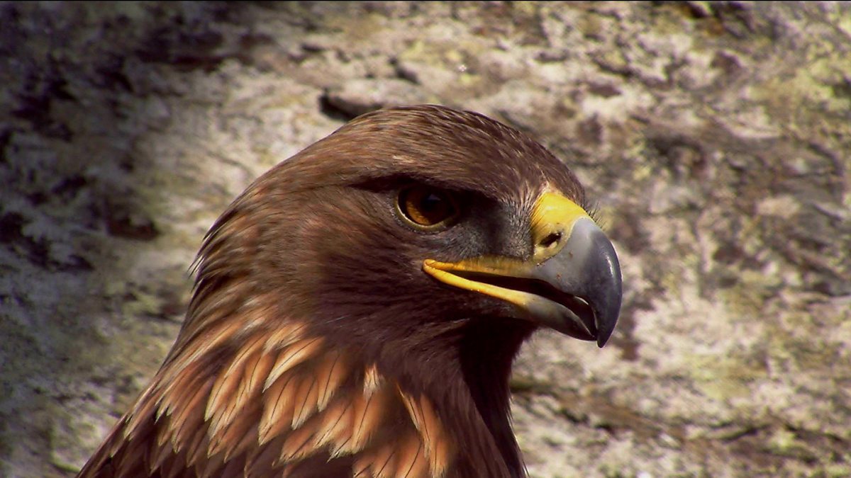 BBC Two - Springwatch, 2016, Springwatch 2016 Wildlife Highlights