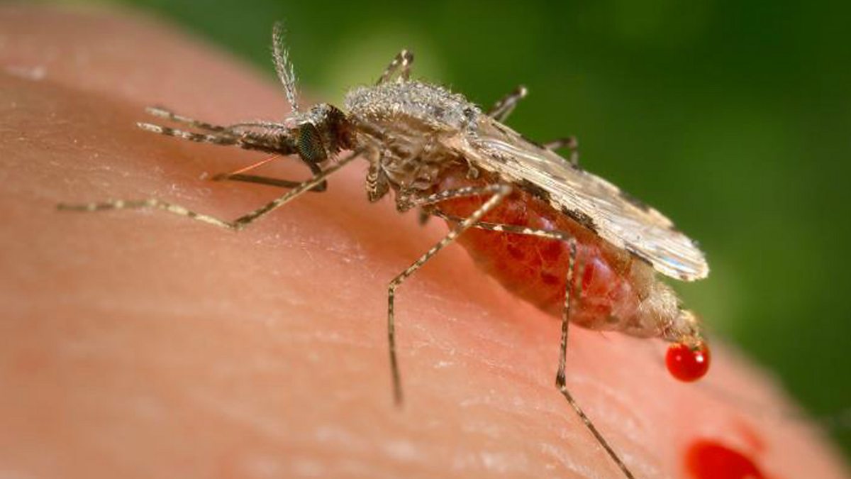 BBC World Service - Newsday, Paper strips: an inexpensive way to detect ...