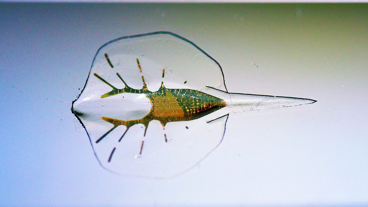 BBC World Service - Science In Action, Robotic Ray