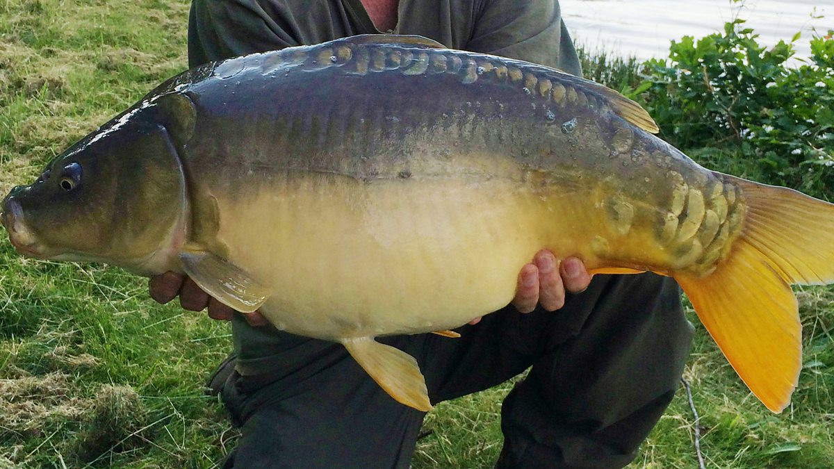 BBC Radio 4 - Natural Histories, Carp
