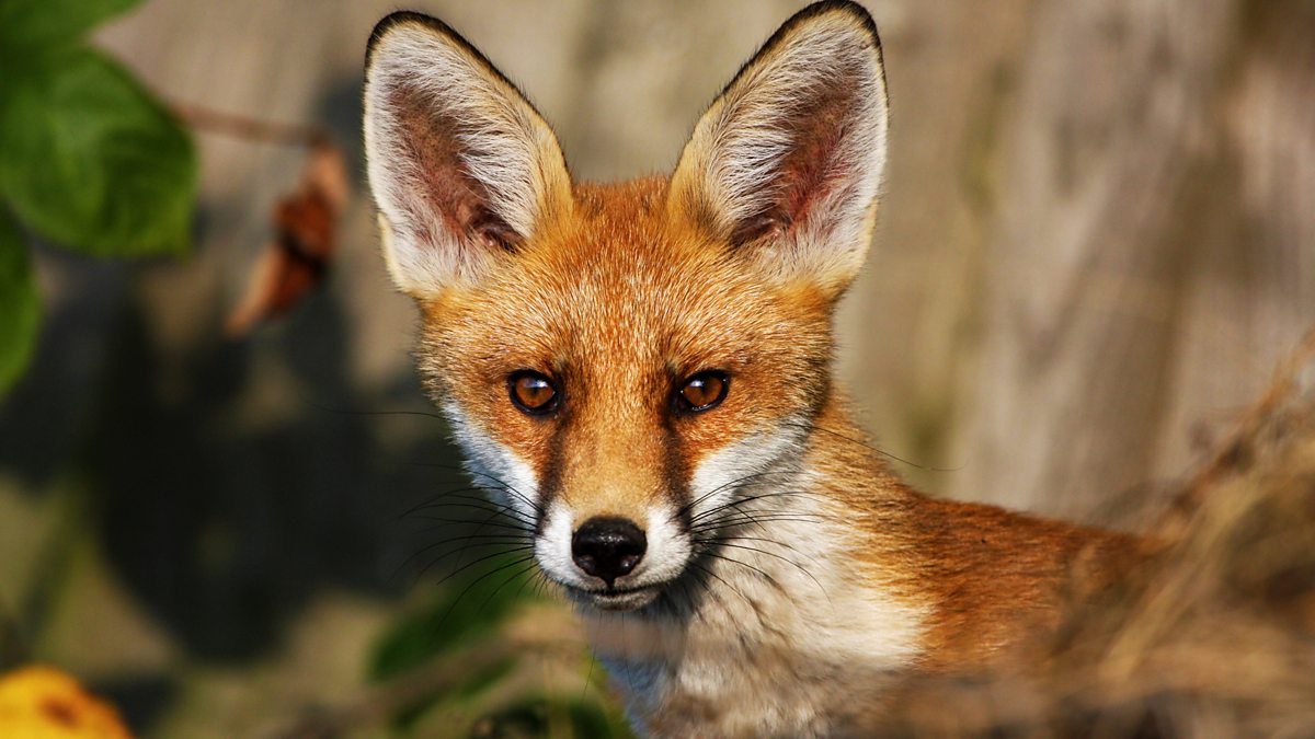 BBC Radio 4 - Natural Histories, Fox