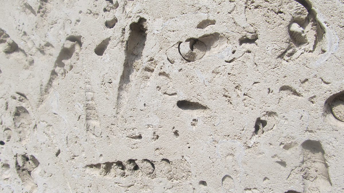 BBC World Service - Portland Stone, Roach: Fossils include oysters ...