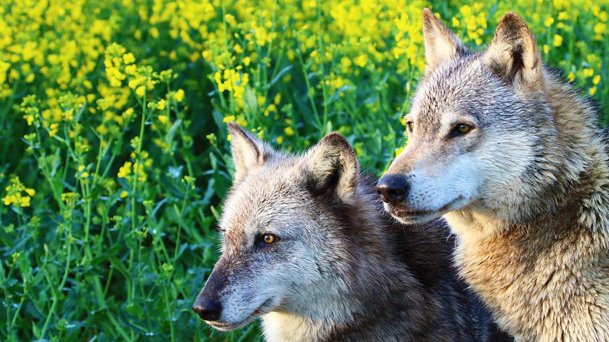 BBC Radio 4 - Natural Histories, Wolf