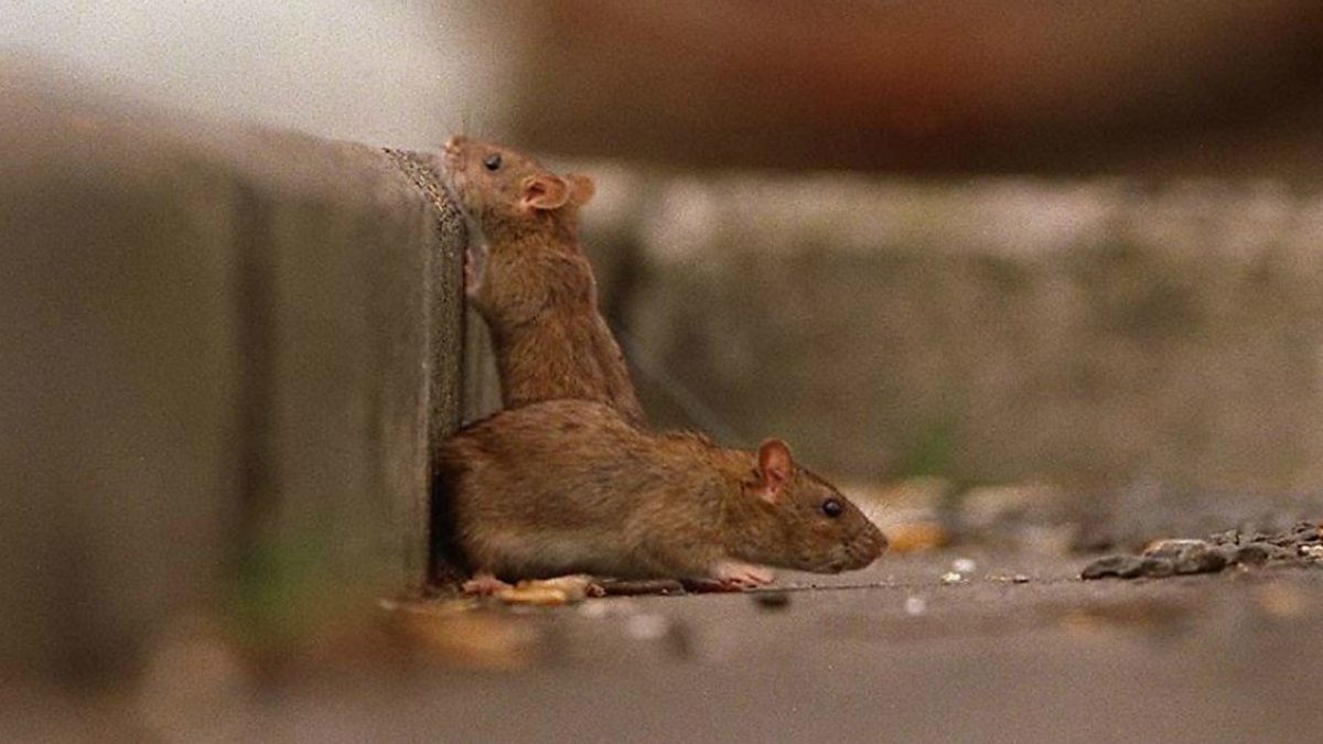 BBC World Service - Newsday, New Zealand: rat-free by 2050?