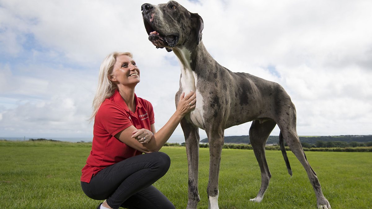 BBC Radio 5 Live - 5 Live In Short, Four foot pooch aims to become ...