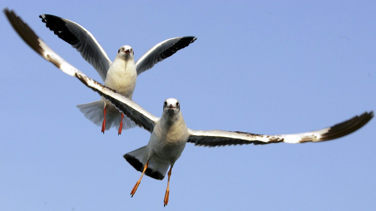 BBC Radio 5 Live - 5 Live In Short, Conwy residents enlist birds of ...